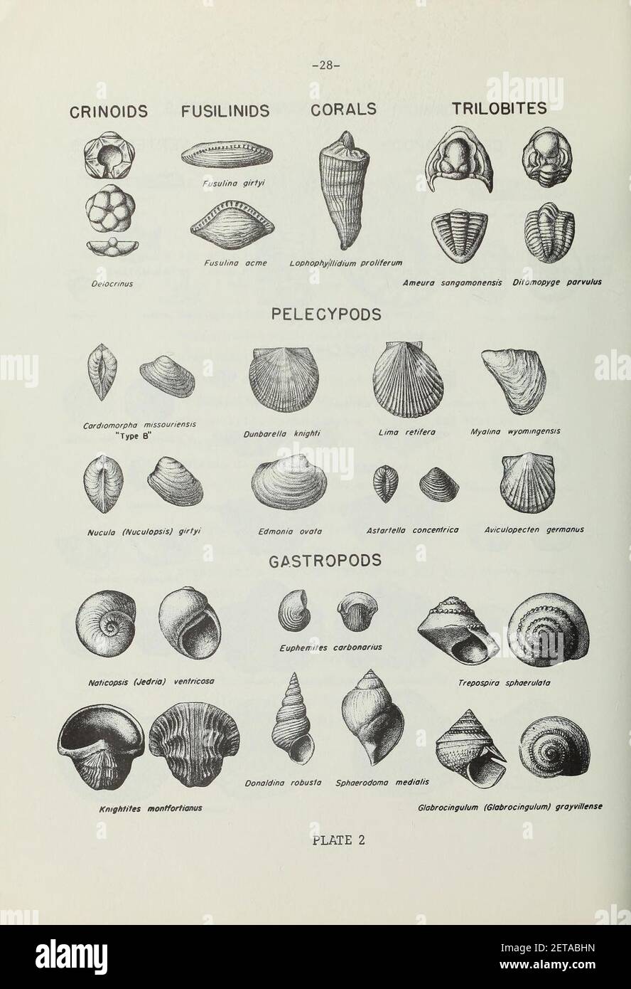 Conodont hi-res stock photography and images - Alamy