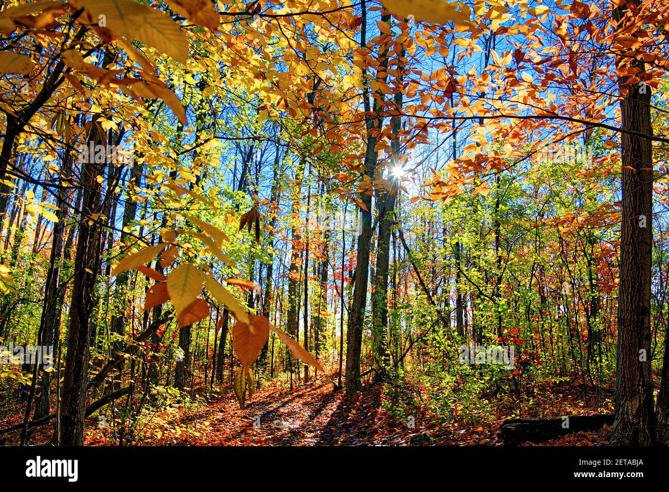 Beautiful view of yellow oak tree leaves in the forest with lens flare ...