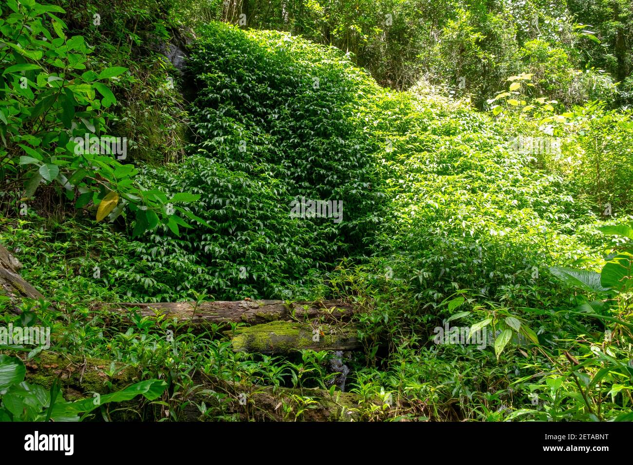 Explore the jungle hi-res stock photography and images - Alamy