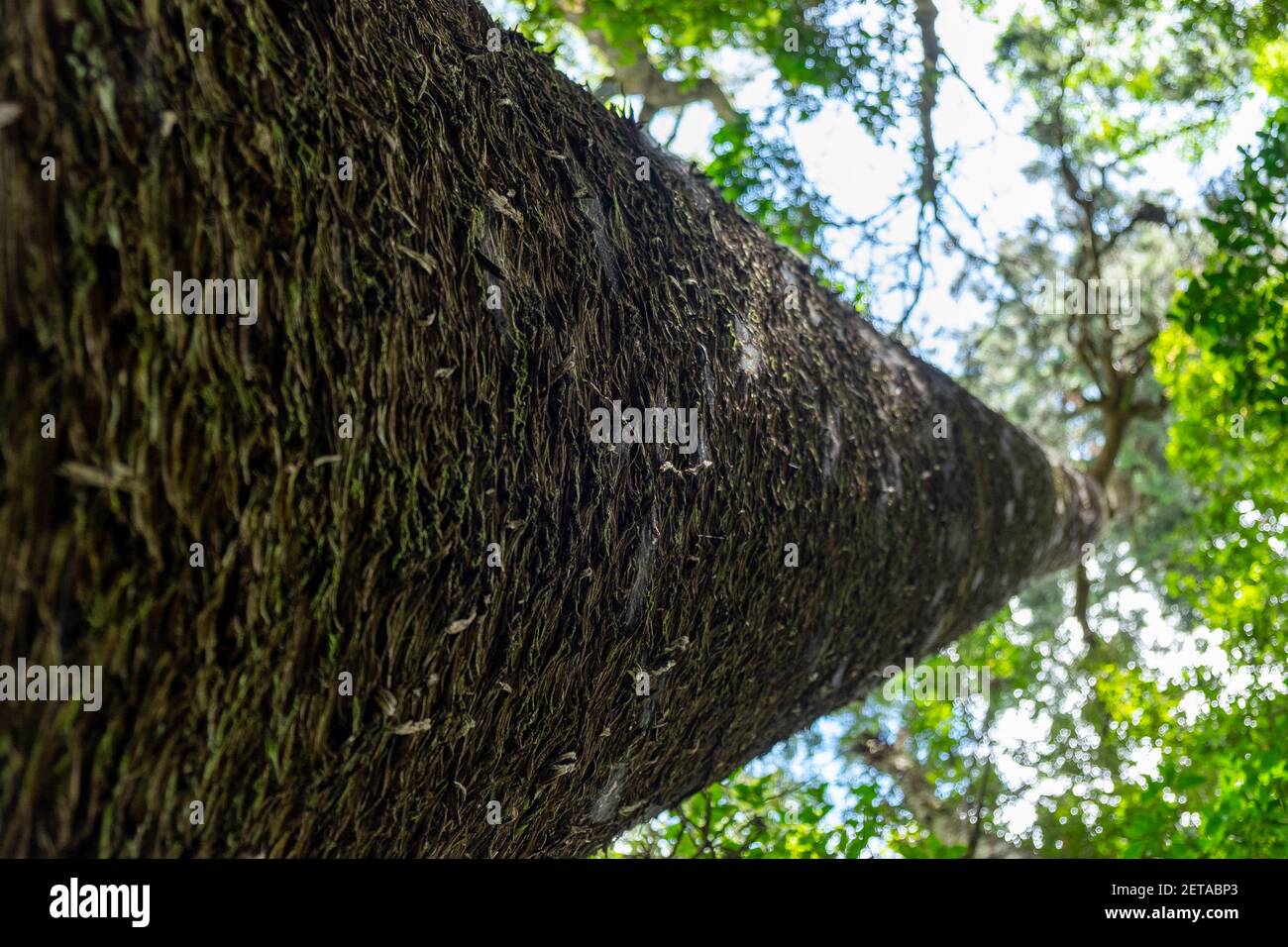 Vine wrapped around tree hi-res stock photography and images - Alamy