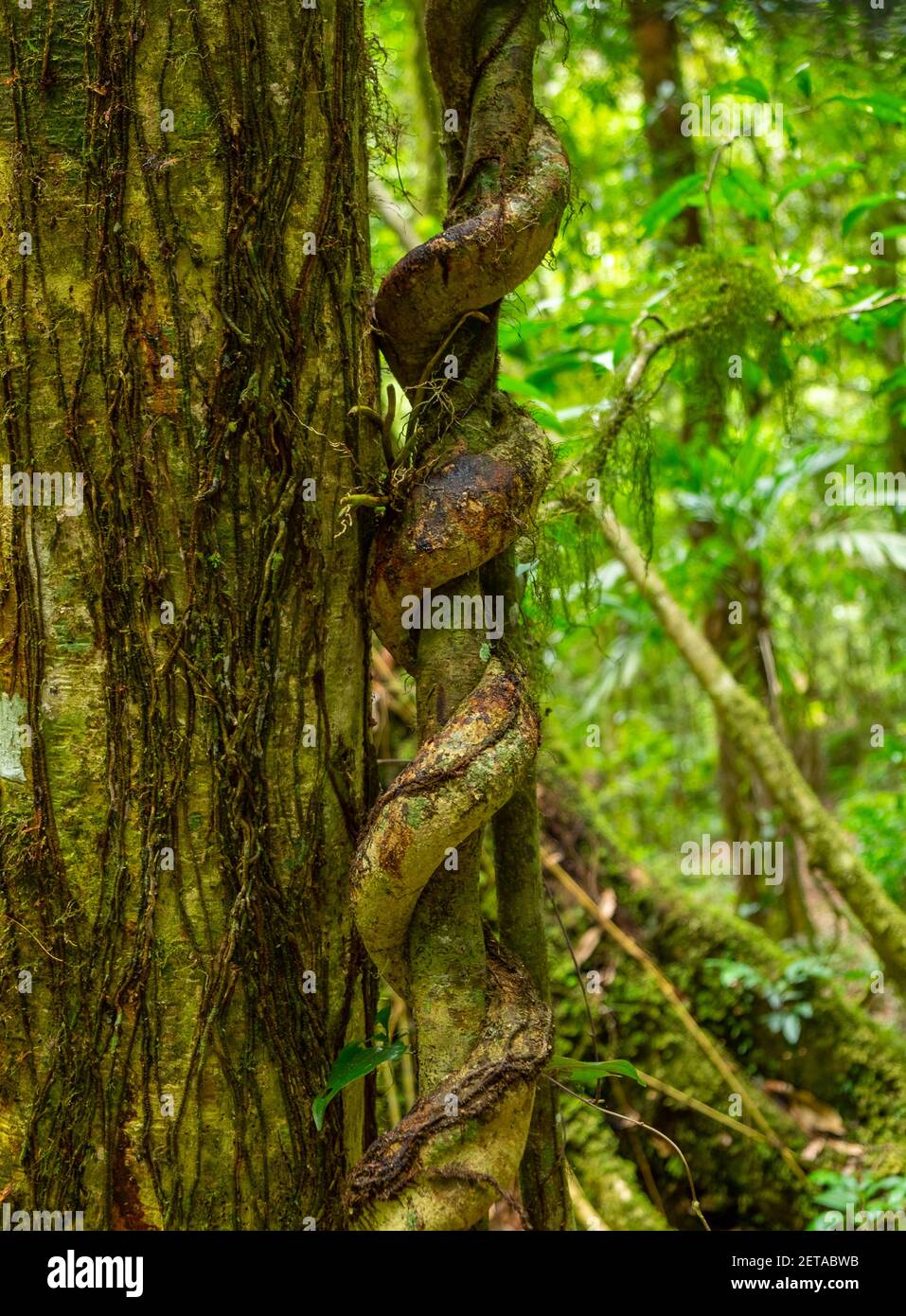 Impressive trees! Strangler fig Stock Photo - Alamy