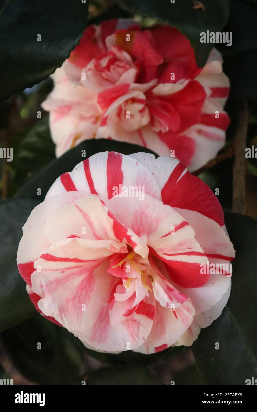 Camellia japonica ‘Tricolor’ Tricolor camellia – white flowers with ...