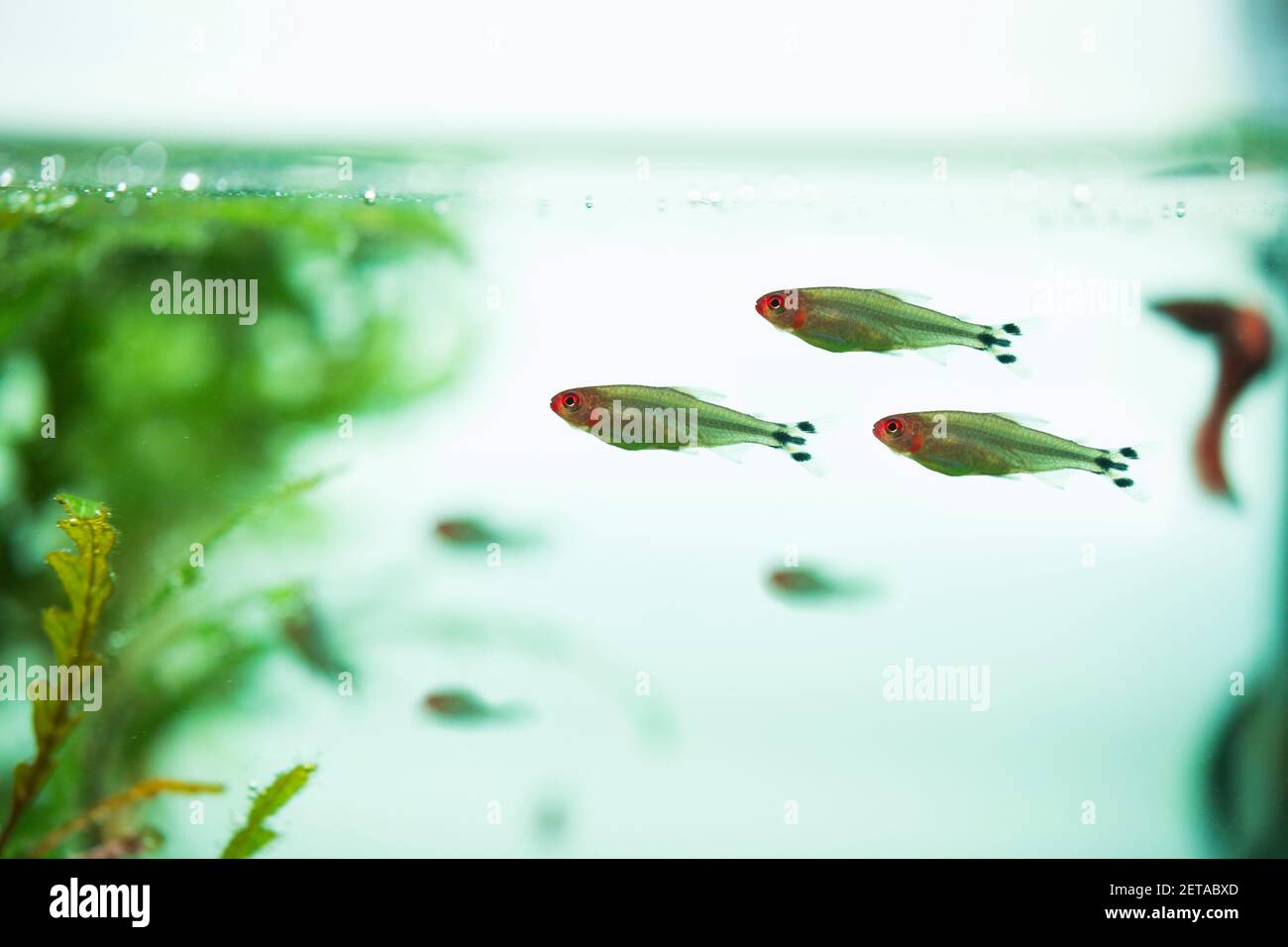 Red nosed tetra fish hi-res stock photography and images - Alamy