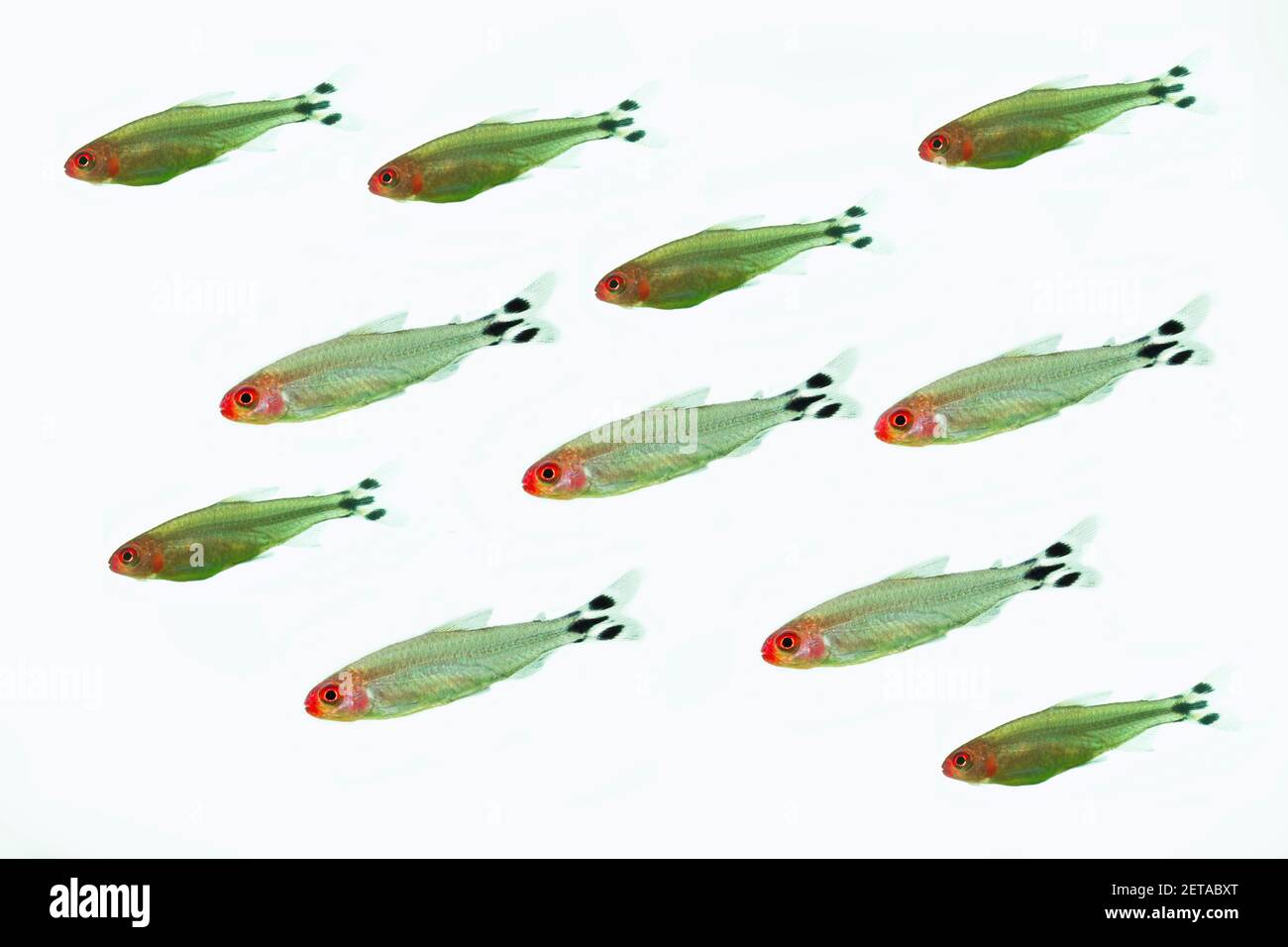 Red nosed tetra fish hi-res stock photography and images - Alamy