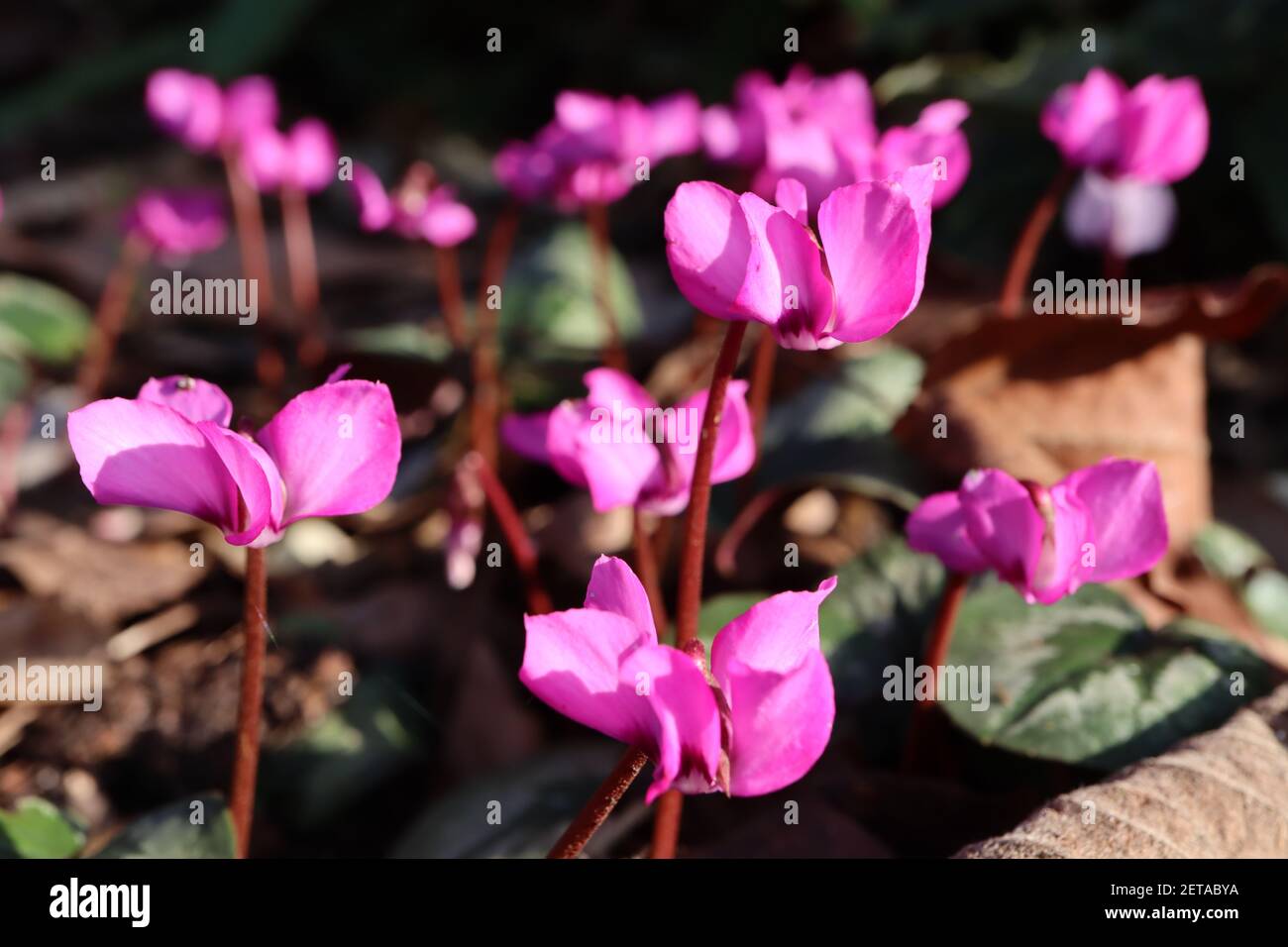 Cyclamen coum ‘Cyberia Dark Rose’ dark rose Eastern sowbread - small ...