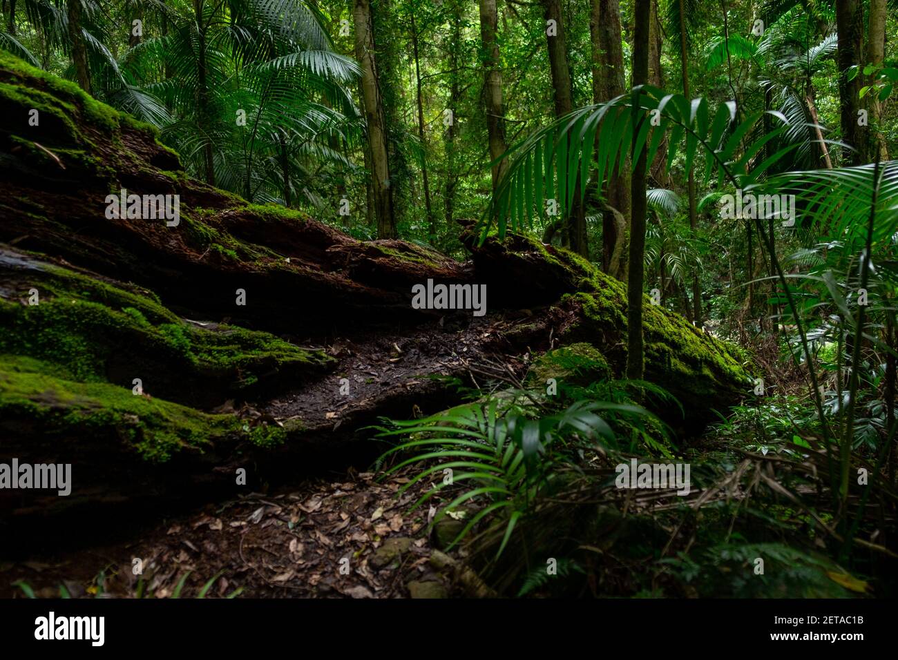 Strangled wood hi-res stock photography and images - Alamy