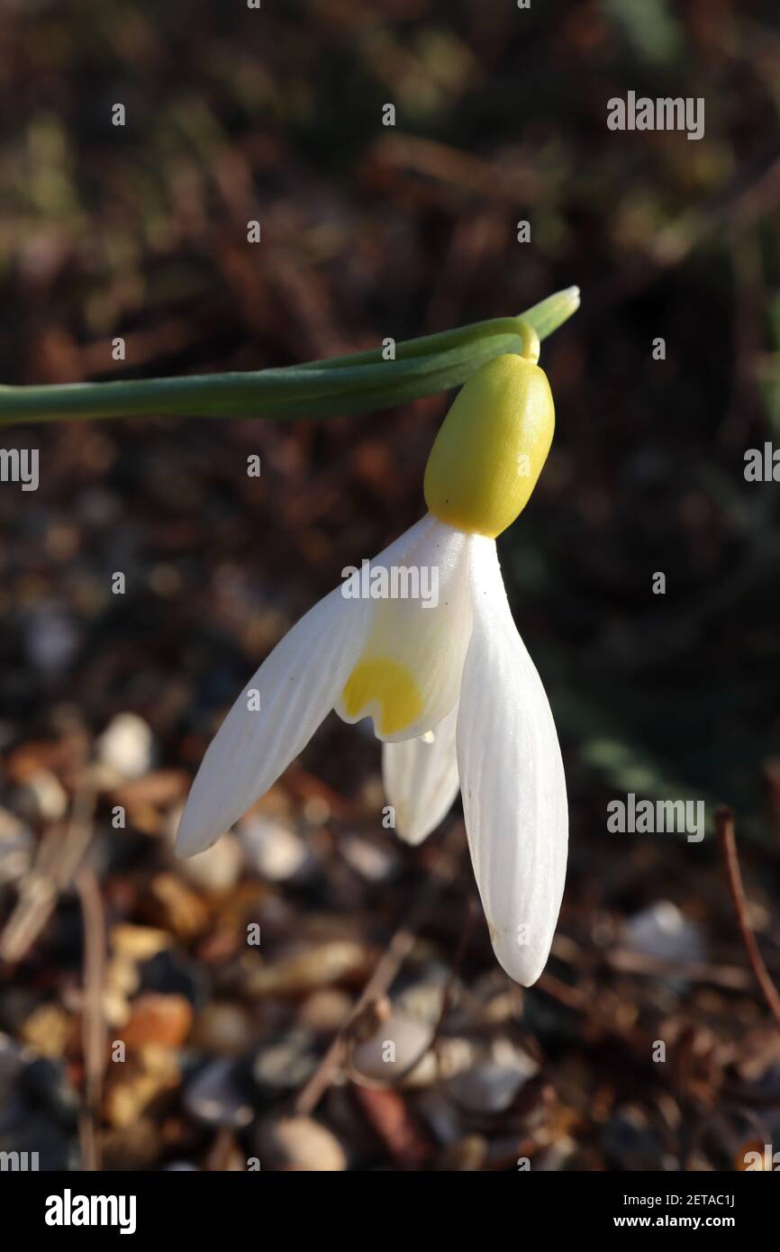 Snowdrop primrose warburg hi-res stock photography and images - Alamy