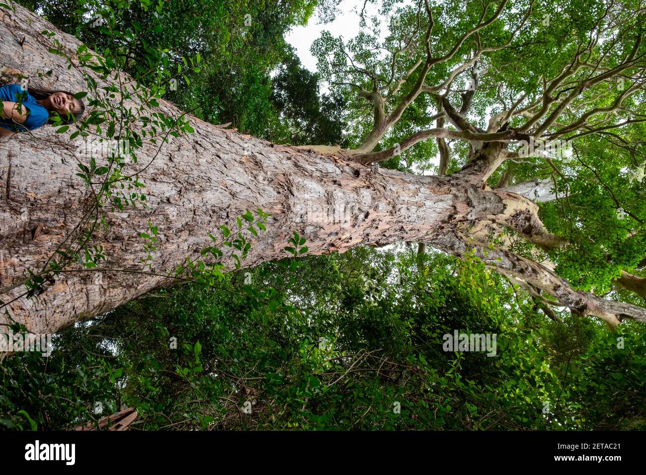 Wrap around trees branches hi-res stock photography and images - Alamy