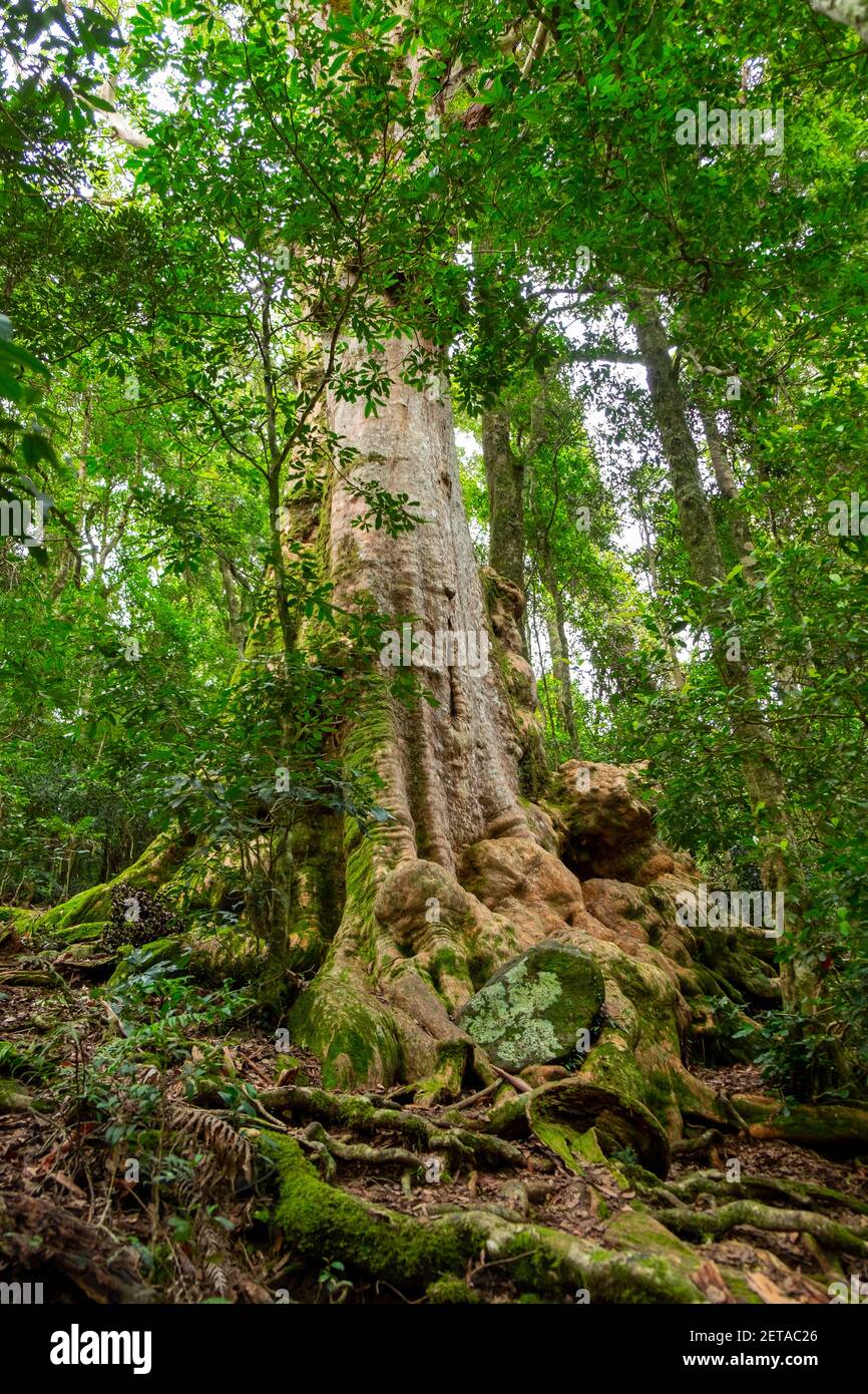 Wrap around trees hi-res stock photography and images - Alamy