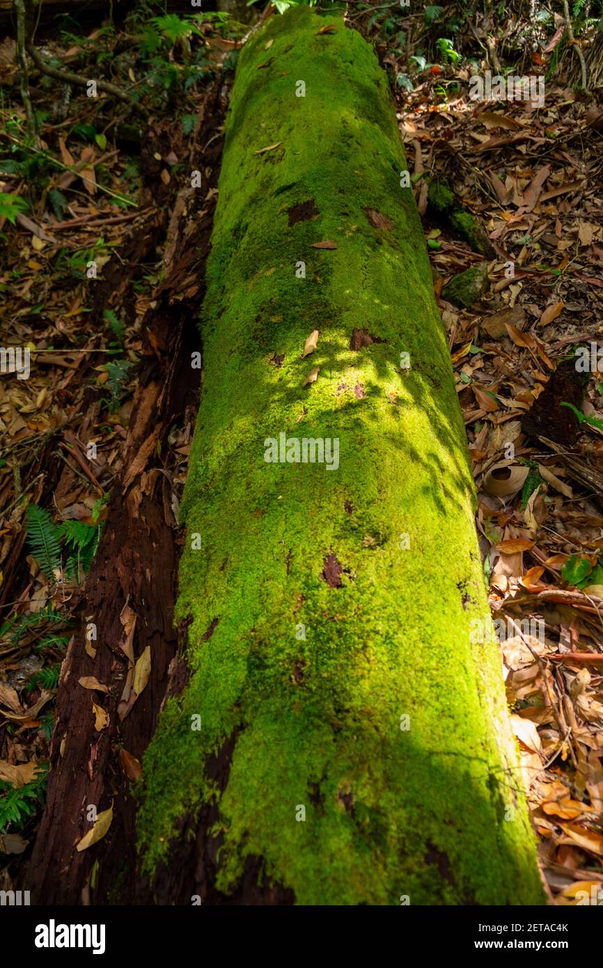 Strangled wood hi-res stock photography and images - Alamy