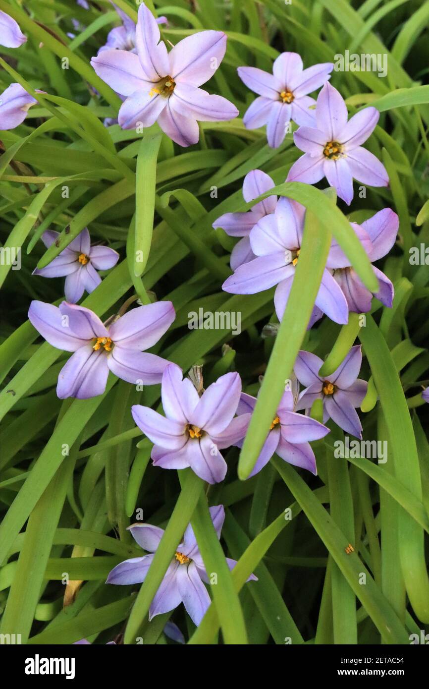 Tristagma uniflorum charlotte bishop hi-res stock photography and ...