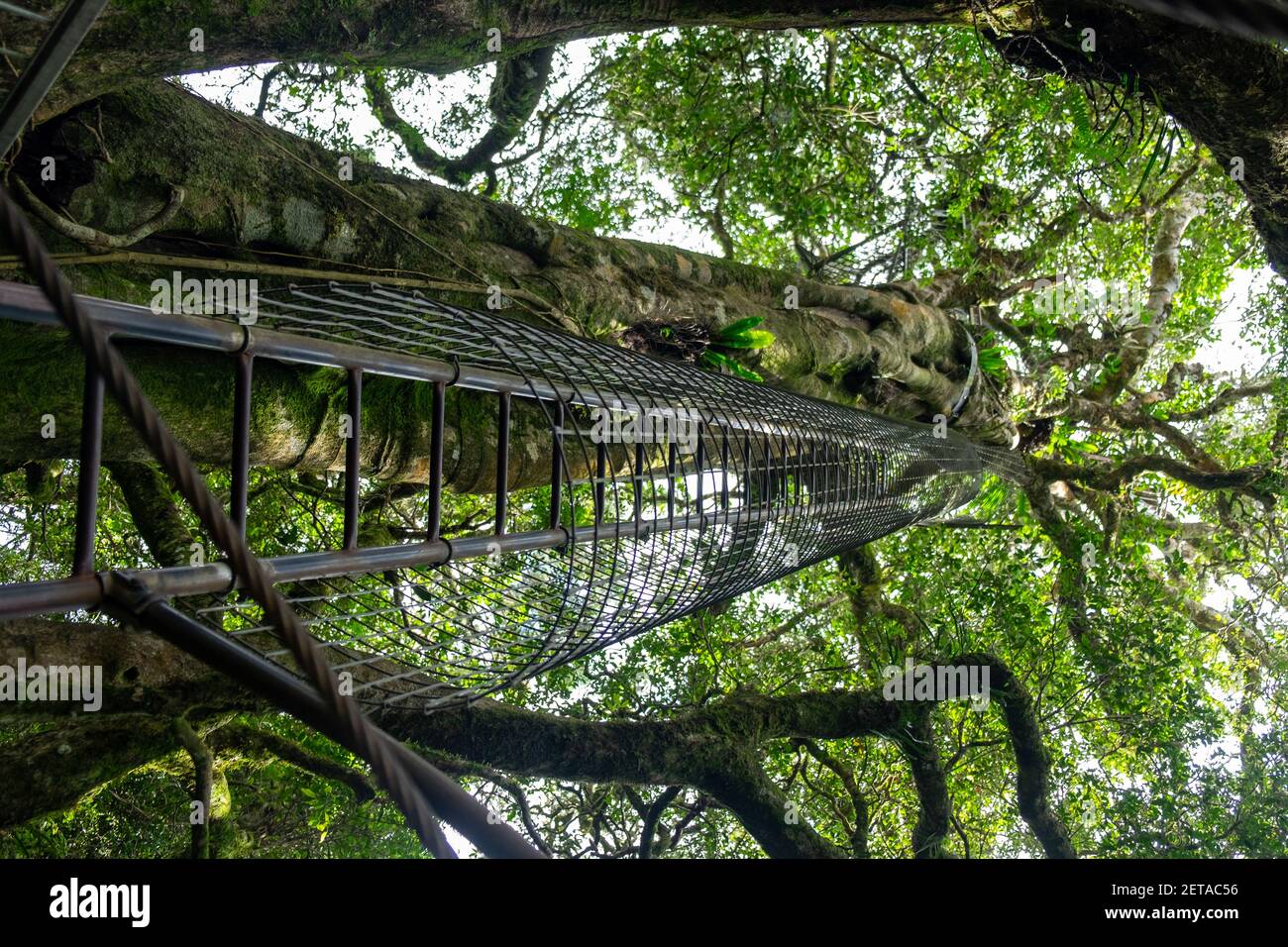 Tree walk, O'Reilly's, QLD, Australia Stock Photo - Alamy