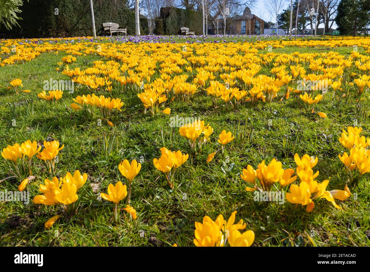 Yellow crocus x luteus 'Golden Yellow' crocuses in flower en masse on a ...