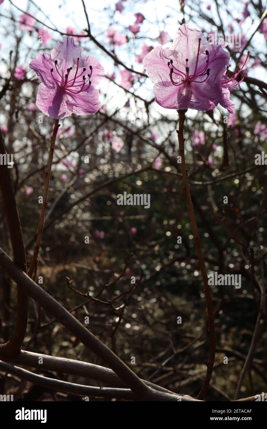 Rhododendron mucronulatum ‘Cornell Pink’ Korean rhododendron ...