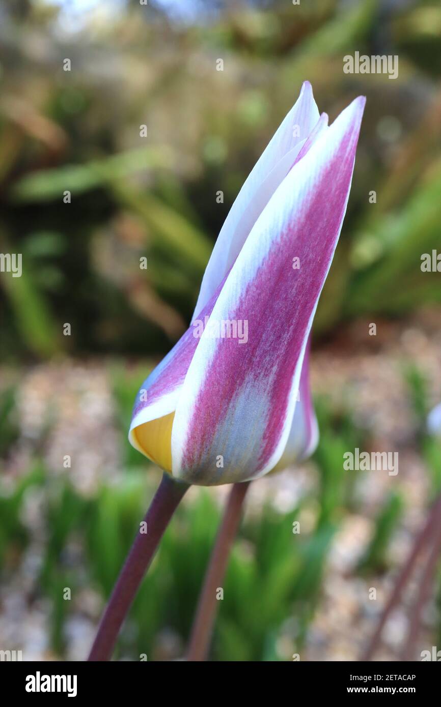 Kaufmanianna tulip ice stick hi-res stock photography and images - Alamy