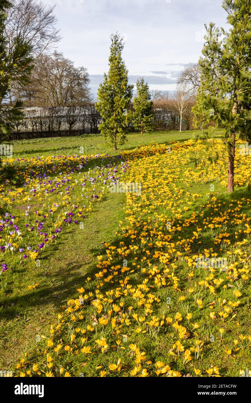 Hardy yellow crocus hi-res stock photography and images - Alamy