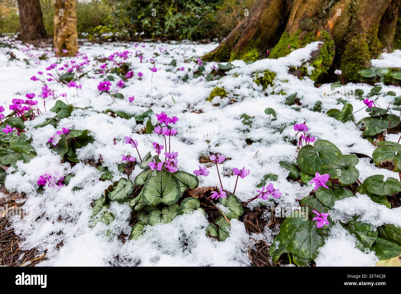 Winter flowering Cyclamen coum in RHS Garden, Wisley, Surrey, south ...