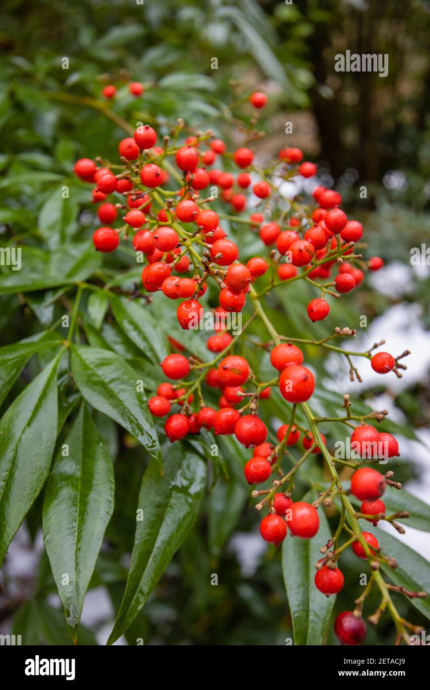 Bright red berries of evergreen ornamental shrub Nandina domestica ...