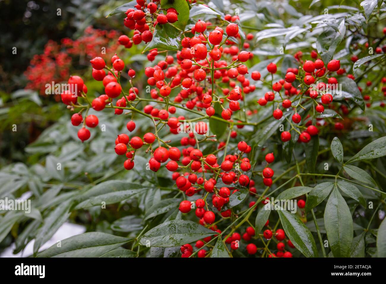 Bright red berries of evergreen ornamental shrub Nandina domestica ...