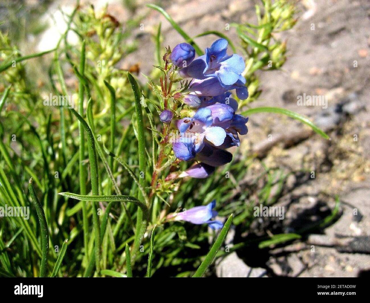 Penstemon caryi lg Stock Photo - Alamy