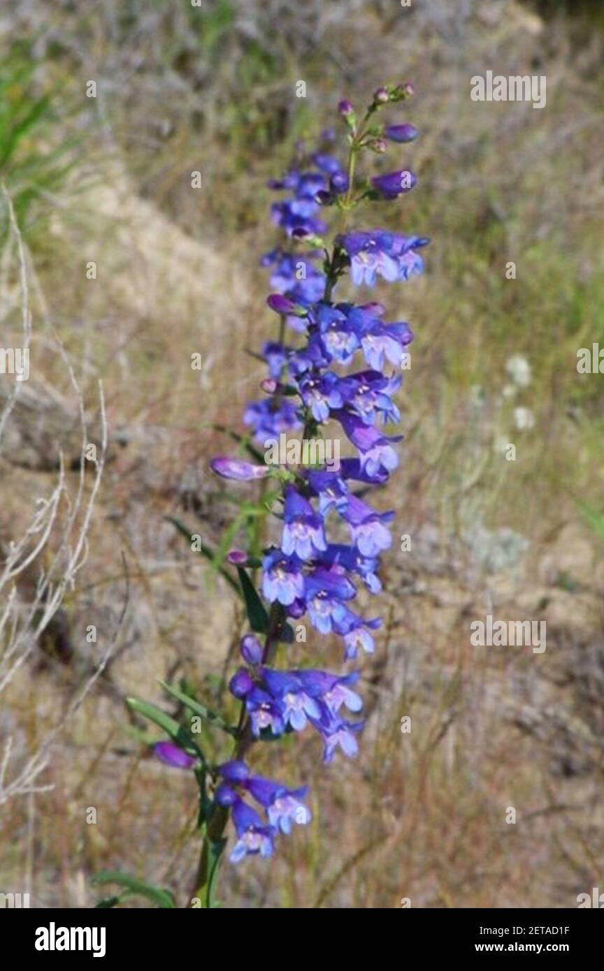 Penstemon cyaneus NRCS-001 Stock Photo - Alamy