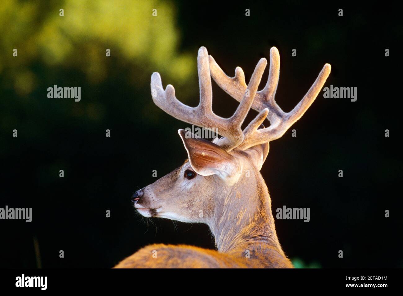 Whitetail deer buck shedding velvet hi-res stock photography and images ...