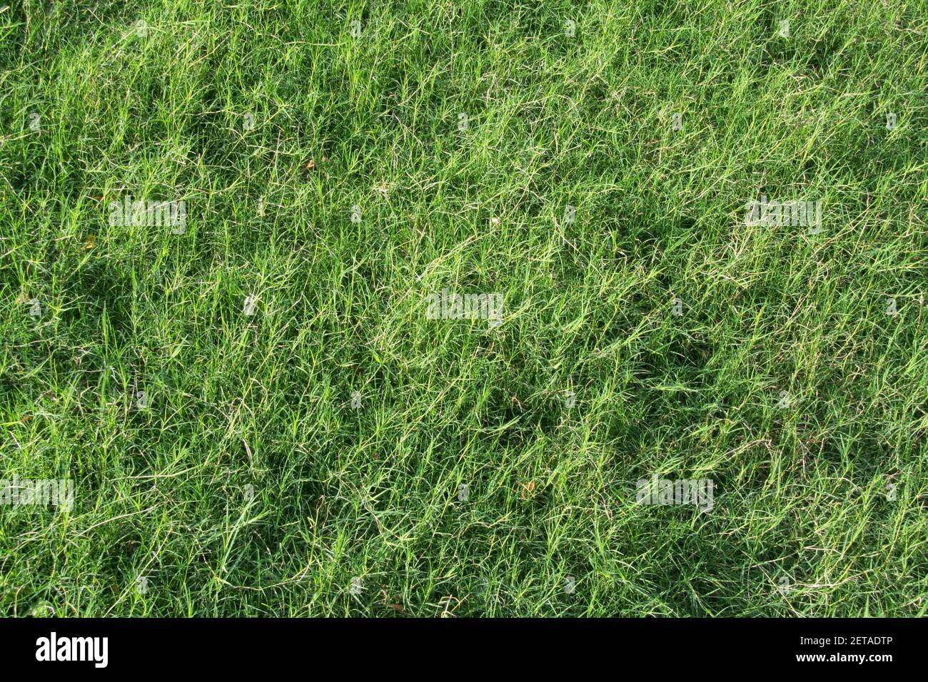 Velvety grass hi-res stock photography and images - Alamy