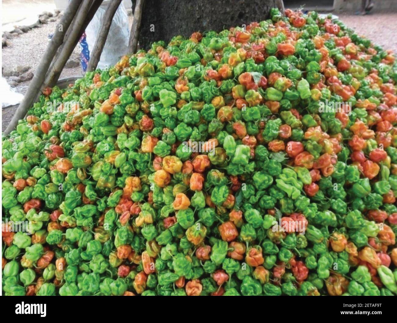 Pepper production (8330379130 Stock Photo - Alamy