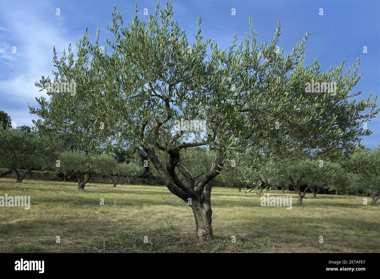 An olive tree growing in a park Stock Photo - Alamy