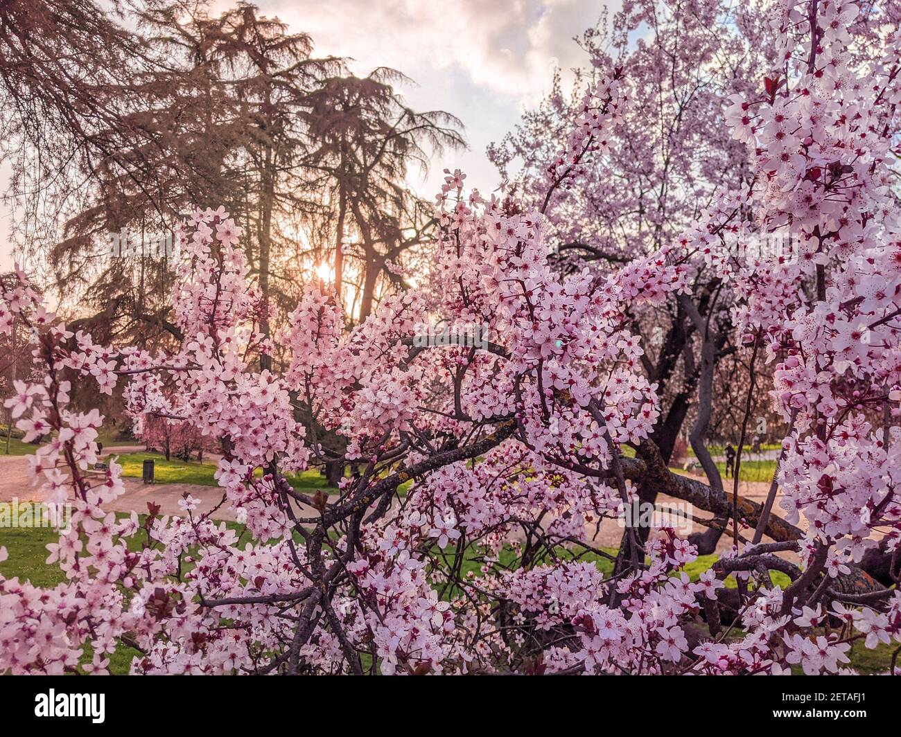 Blooming tree pink cherry blossom in spring. Hope and new life concept ...