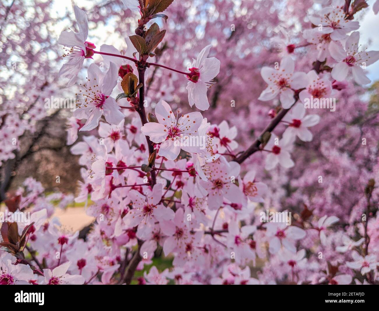 Beautiful Pink Cherry Blossom in spring. Hope and new life concept ...