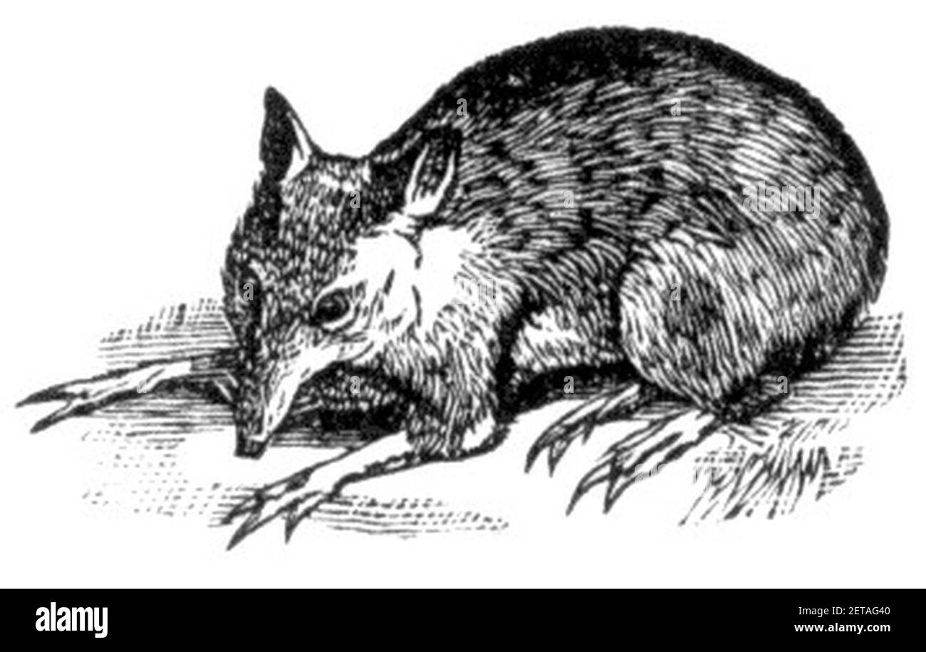 Peramelemorphia hi-res stock photography and images - Alamy