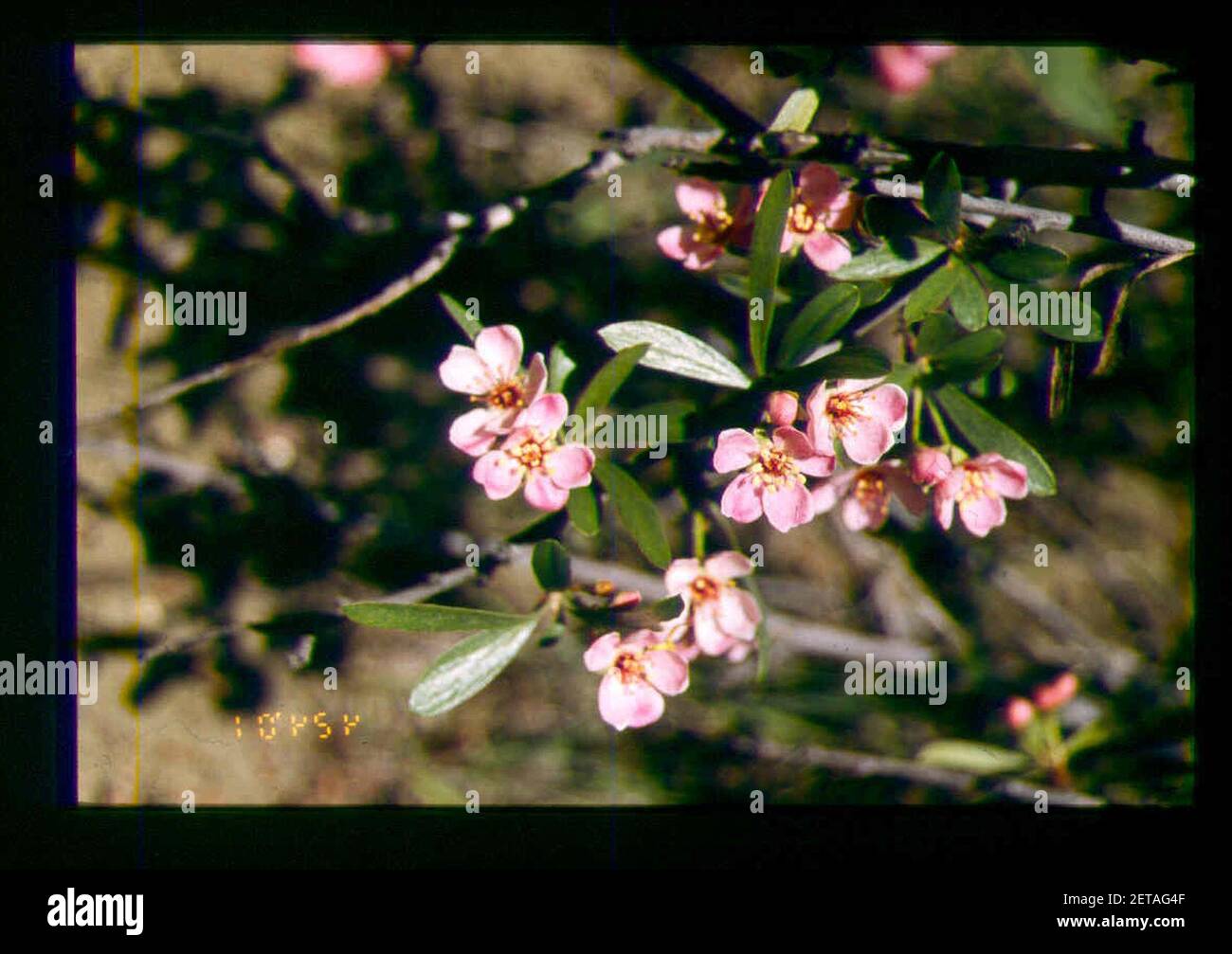 Peraphyllum ramosissimum flowers in SW Idaho 2 Stock Photo - Alamy