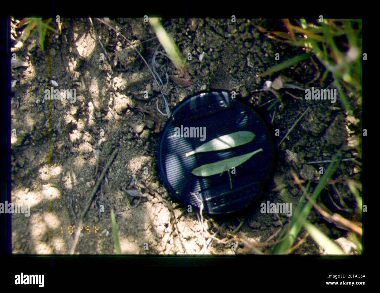 Ramosissimum hi-res stock photography and images - Alamy