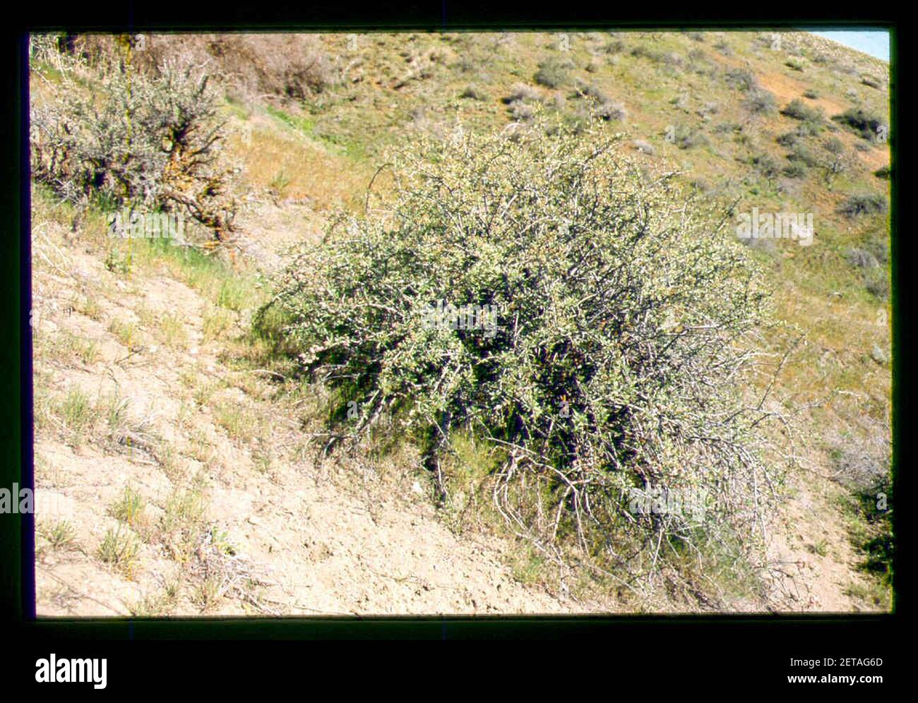 Peraphyllum ramosissimum shrub in SW Idaho 1 Stock Photo - Alamy