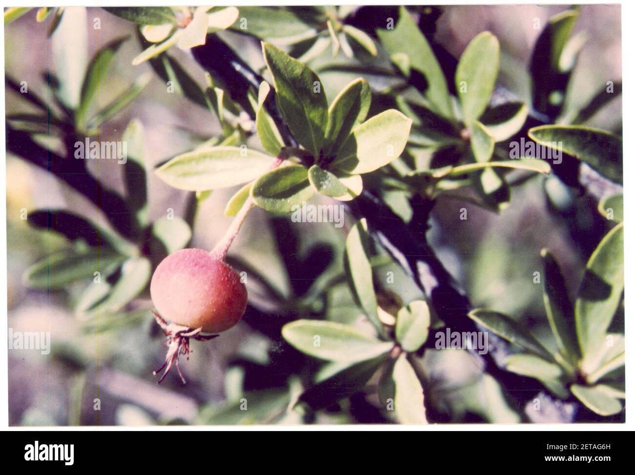 Ramosissimum hi-res stock photography and images - Alamy