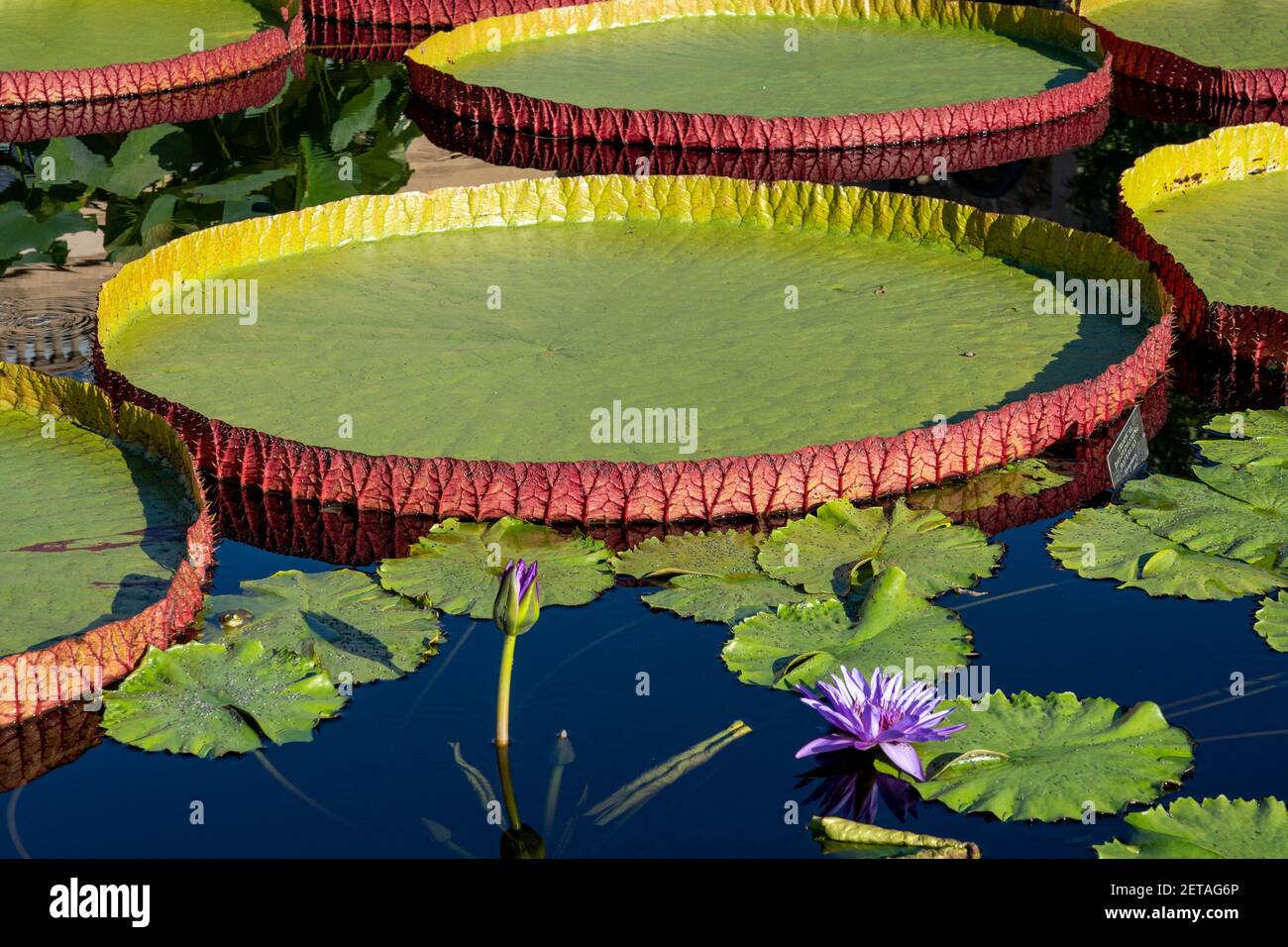 A beautiful view of huge floating lotus, giant Amazonian water lily ...