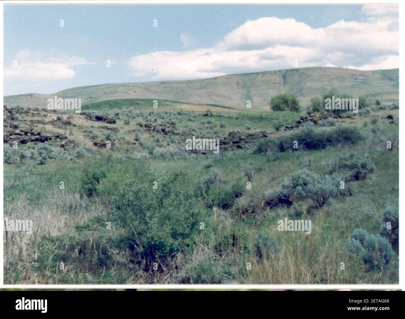 Peraphyllum ramosissimum habitat in SW Idaho 2 Stock Photo - Alamy