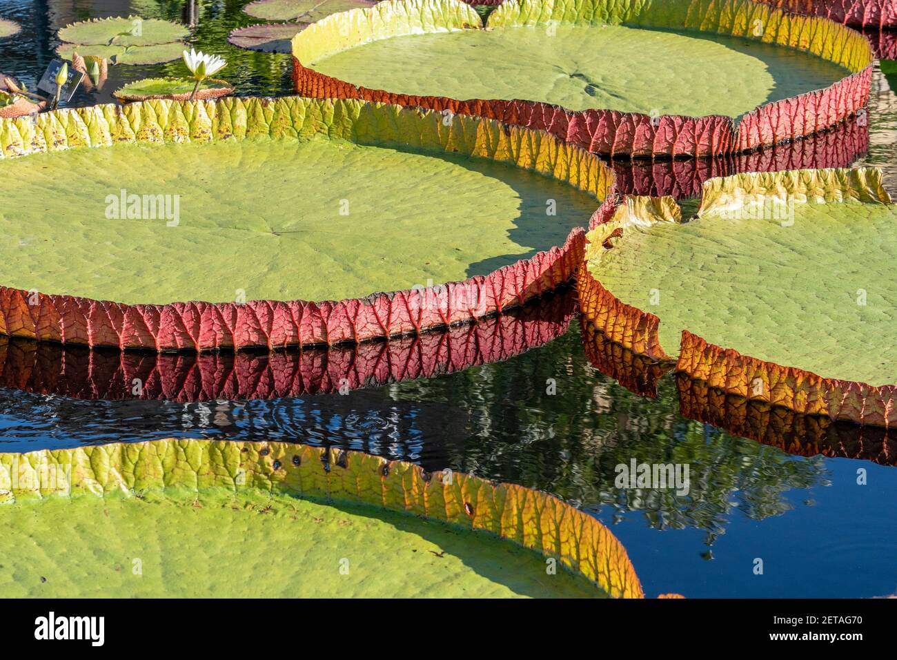 A beautiful view of huge floating lotus, giant Amazonian water lily ...