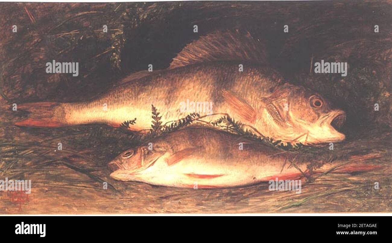 Perch on a River Bank Stock Photo - Alamy