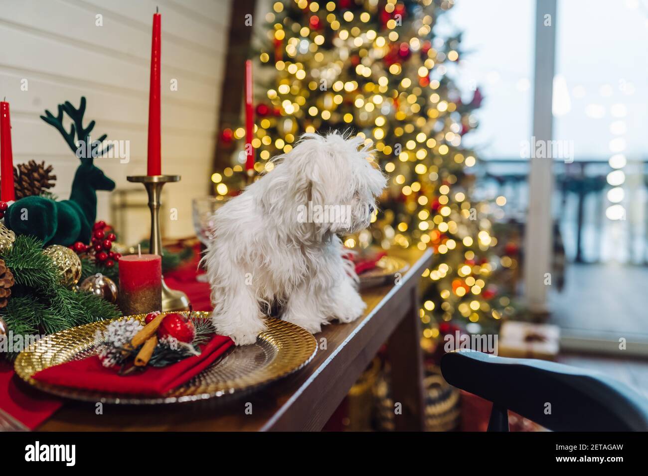 Small white terrier on a decorative christmas table Stock Photo - Alamy