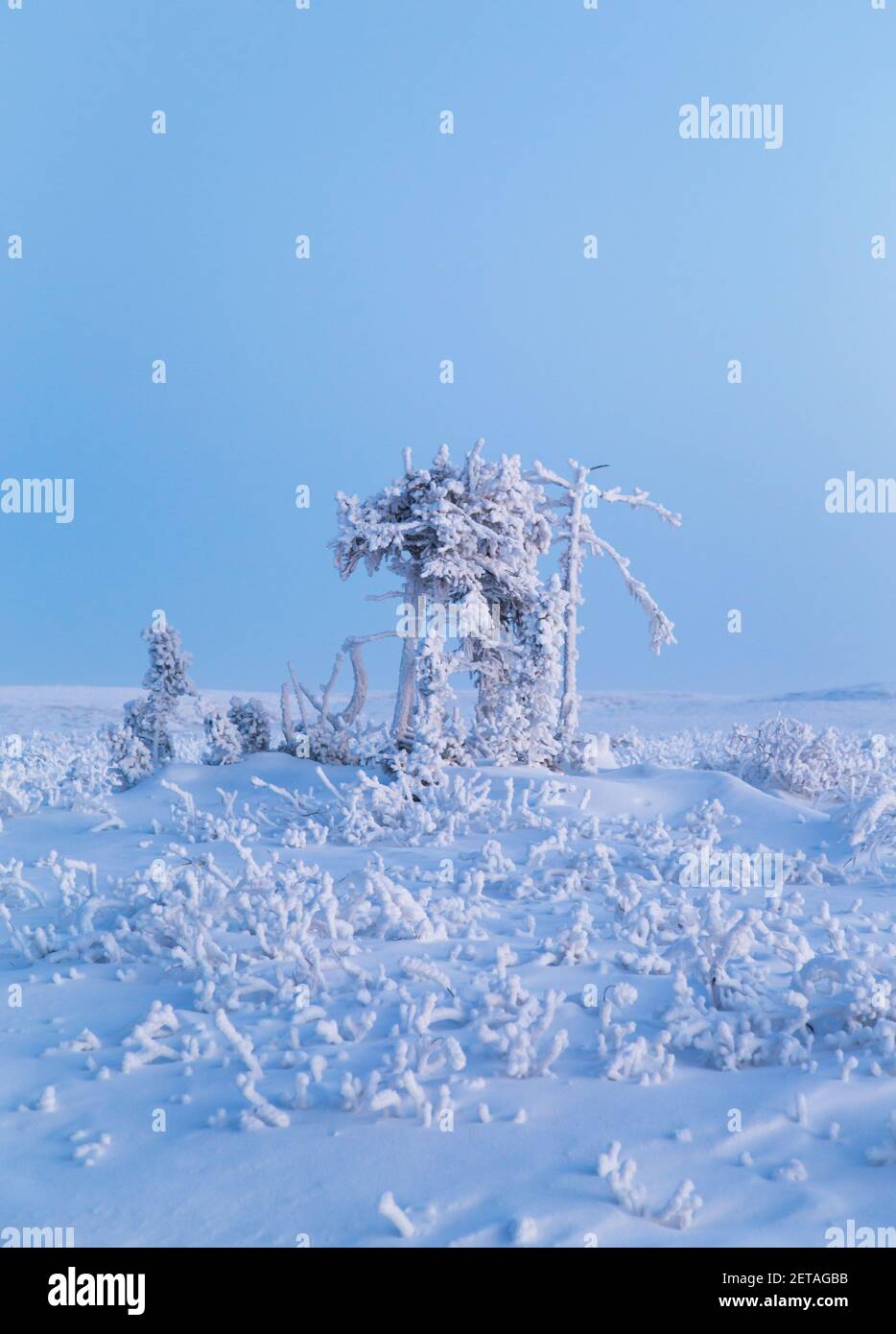 Clump of snow-covered frozen trees along the Inuvik-Tuktoyaktuk Highway ...