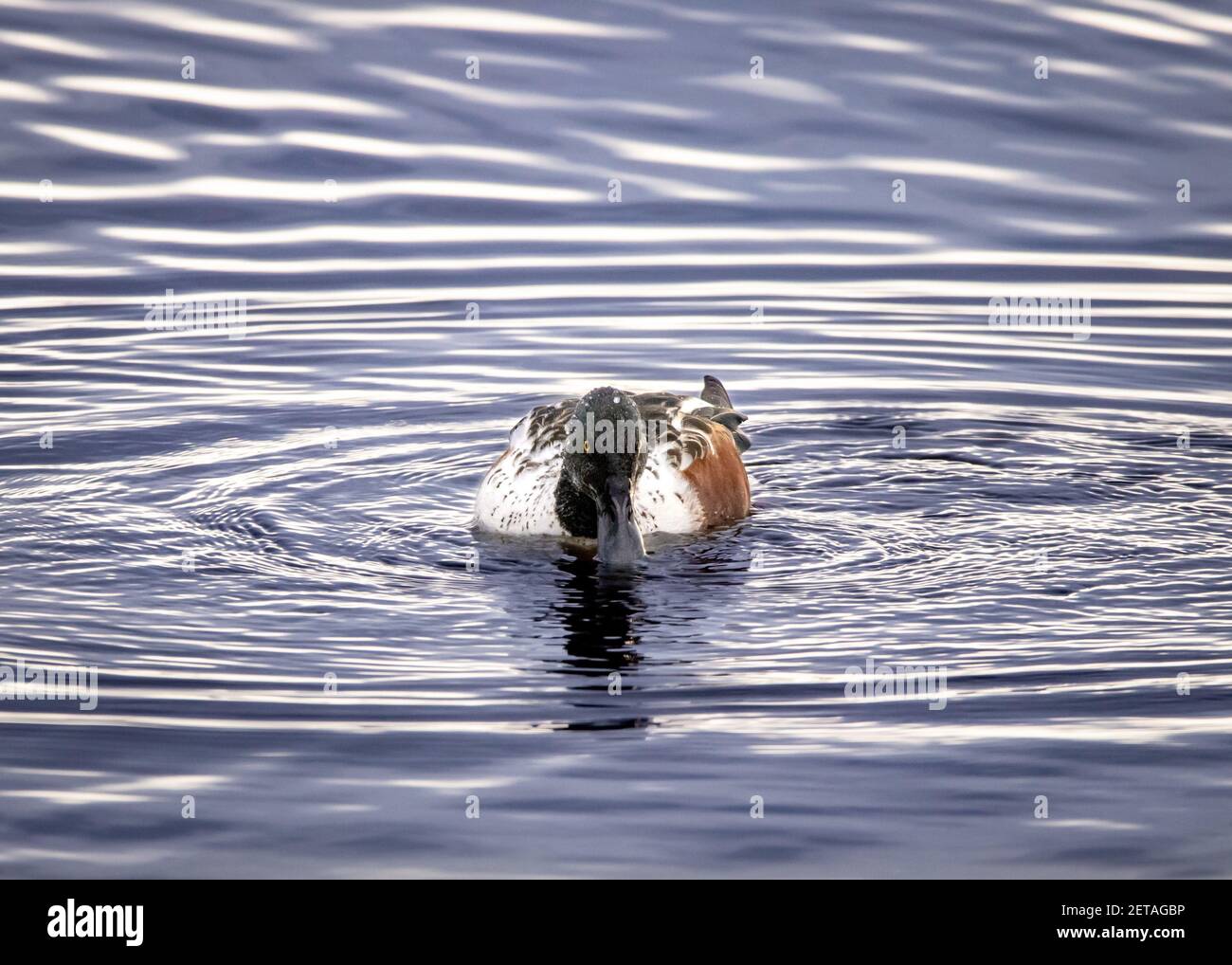 A beautiful view of a duck floating on water in the daytime Stock Photo ...