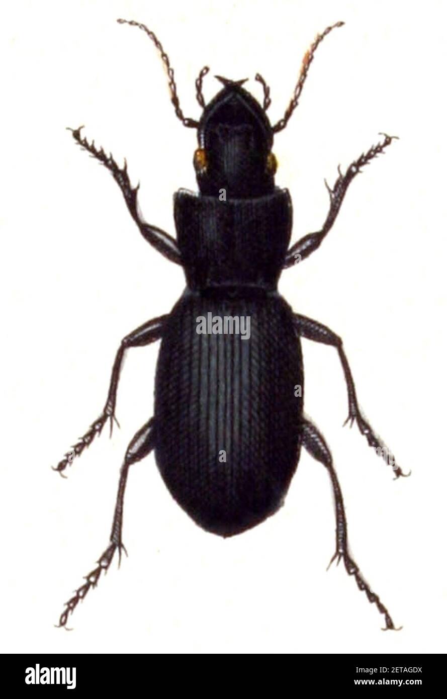 Percus hi-res stock photography and images - Alamy