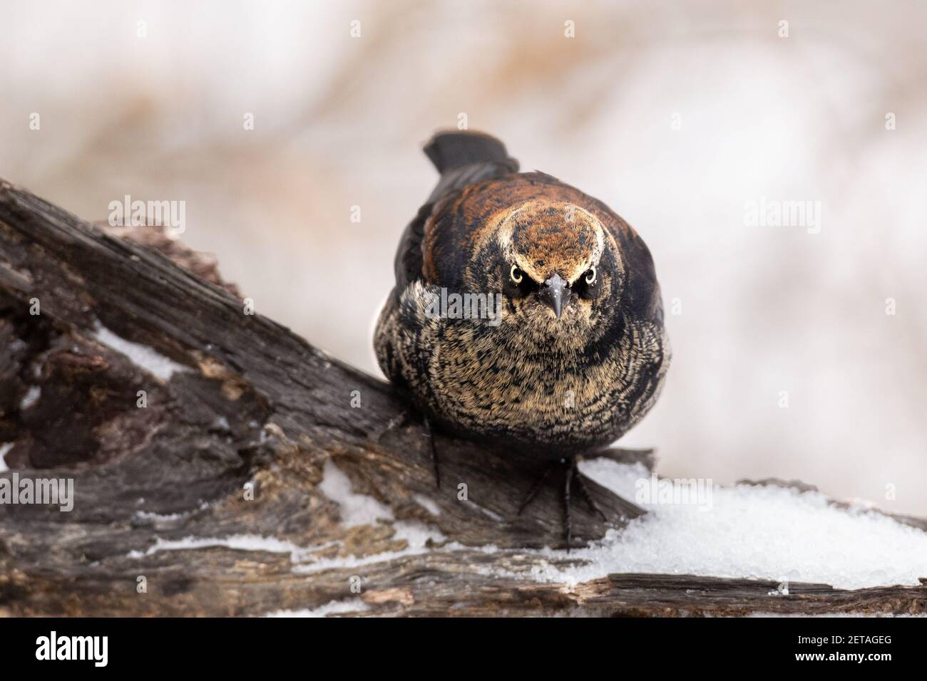 Rusty grackle hi-res stock photography and images - Alamy