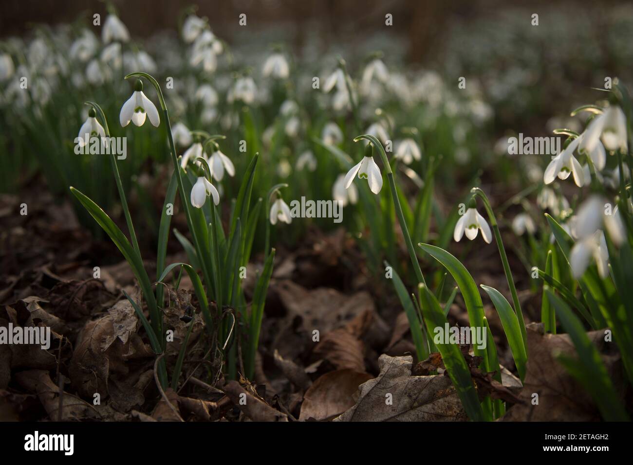 Snowdrops scotland hi-res stock photography and images - Alamy