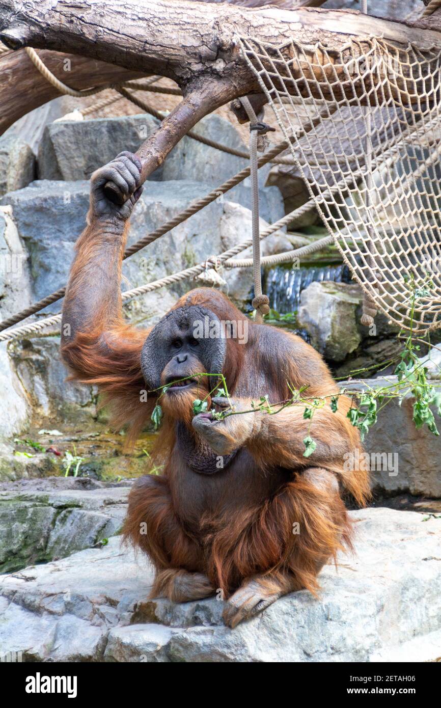 An eye-level vertical shot of a hairy Sumatran orangutan primate in a ...
