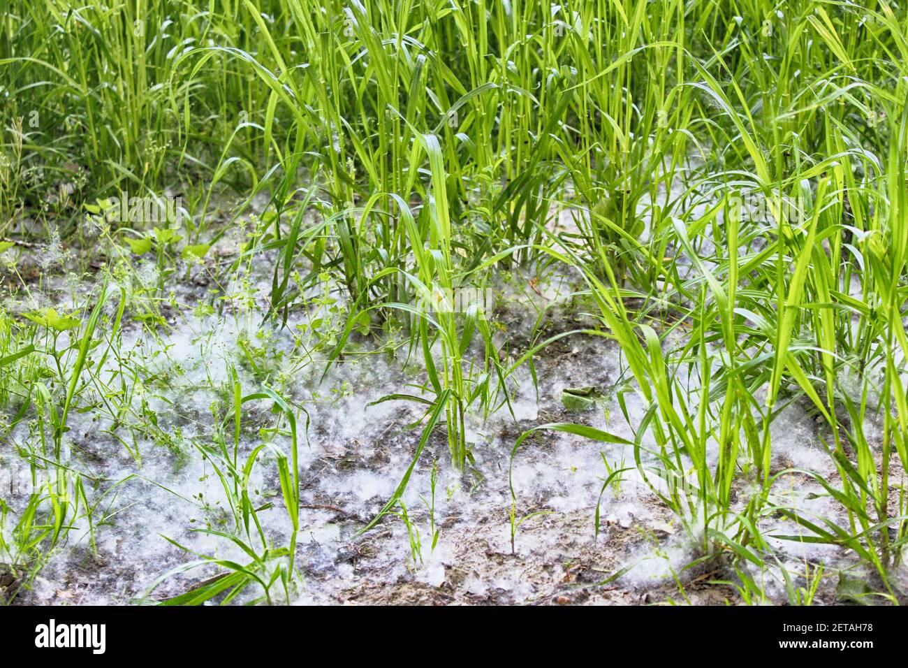 green grass and poplar fluff Stock Photo - Alamy