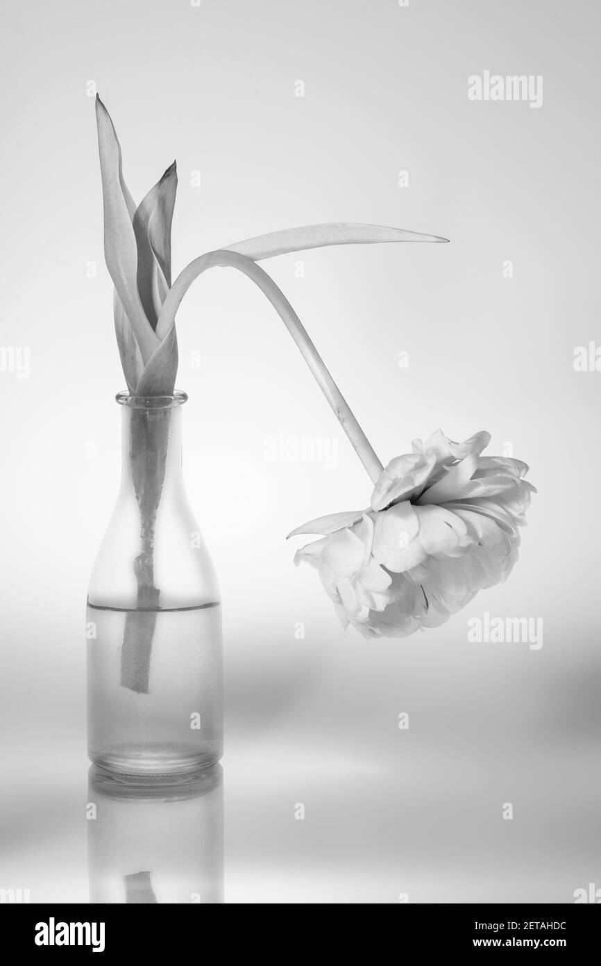 A grayscale shot of a flower in a vase - still life Stock Photo - Alamy