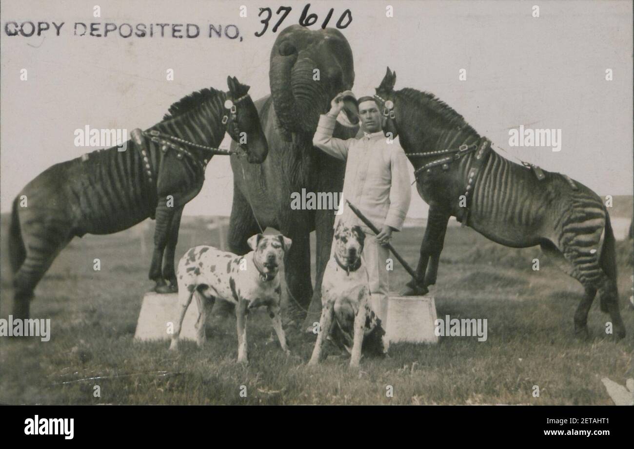 Performing animals hi-res stock photography and images - Alamy